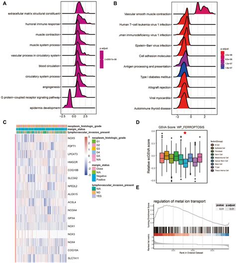 Frontiers Single Cell Transcriptomics Uncover The Key Ferroptosis