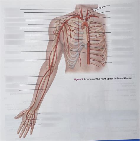 Arteries Of The Right Upper Limb And Thorax 2 Diagram Quizlet