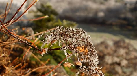 Kostenlose Foto Baum Natur Wald Gras Ast Schnee Kalt Winter