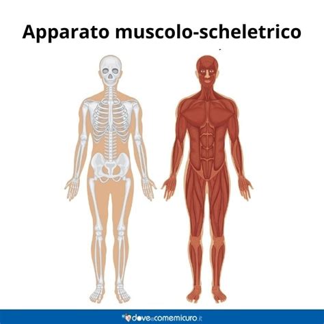 Apparato Muscolo Scheletrico Ossa Muscoli E Cartilagini