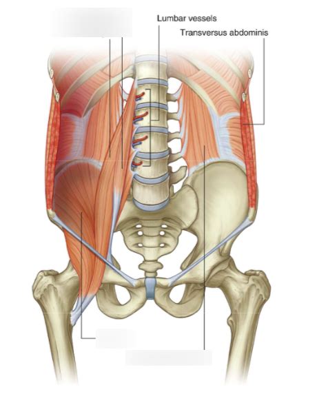 Anatomie Spieren BUIKWAND Posterieure Buikwandspieren Diagram Quizlet