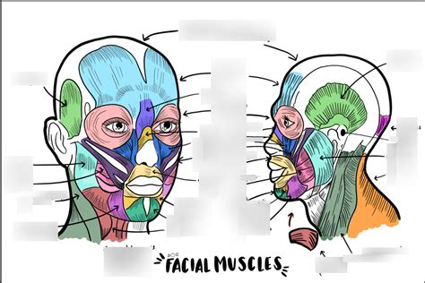 Facial Muscles And Movements Diagram Quizlet