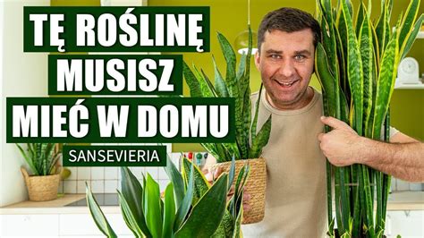 Najlepsza Ro Lina Do Domu Sansiewiera Prawdziwy Skarb Daje Tlen I