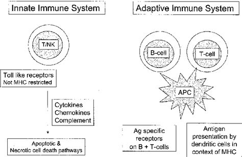 Overview Of Innate And Adaptive Immune Systems Download Scientific Diagram