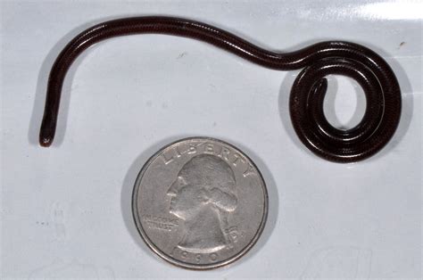 Blind Snake Ramphotyphlops Braminus A Species Of Blind Sn Flickr