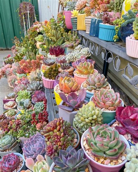 Plantvibes Natureza Nature Plants Aesthetic Succulents