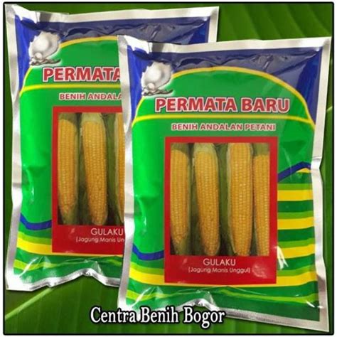 Jual SEKITAR 1700 BIJI BENIH JAGUNG MANIS GULAKU 250 GRAM PRODUK