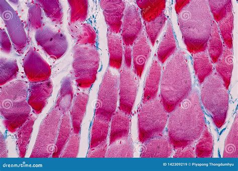 Strimmig Skelett Muskel För Histological Prövkopia Av Det Däggdjurs