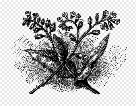 Artes visuales dibujo ilustración botánica flores botánicas hoja