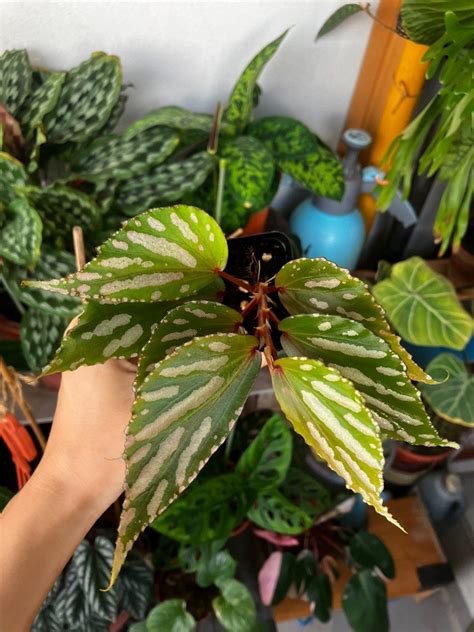 Begonia Julau Furniture Home Living Gardening Plants Seeds On
