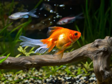 Xiaomi Presenta Una Pecera Que Se Limpia Sola Y Alimenta Peces De Forma