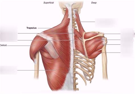 Dorsal Muscles Diagram Quizlet