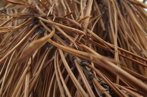 3840x2160 Resolution Branches Plant Dry Fine HD Wallpaper