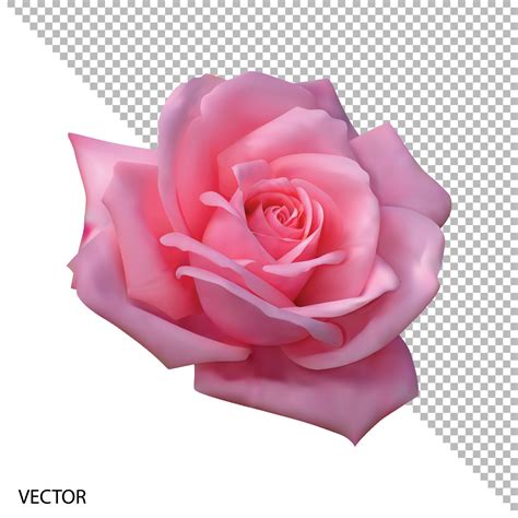 Vector Illustration Realistic Highly Detailed Flower Of Pink Rose
