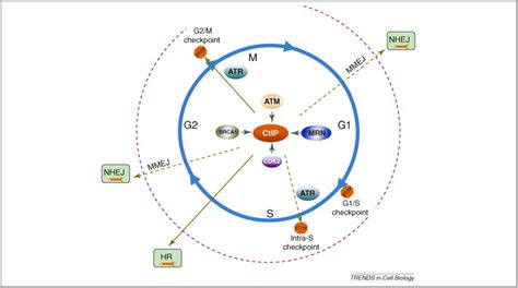 DNA Damage And Decisions CtIP Coordinates DNA Repair And Cell Cycle