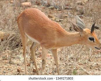 Duiker Buck Royalty Free Images Stock Photos Pictures Shutterstock