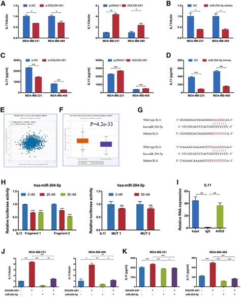 Il Was A Downstream Target Of Mir P A The Qrt Pcr Was Used To