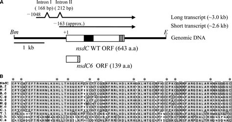 figure 1 from the nsdc gene encoding a putative c2h2 type transcription factor is a key