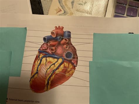 Bio External Heart Diagram Quizlet
