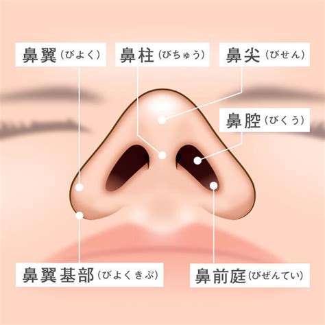 鼻翼拳上｜【公式】オザキクリニック（新宿・目黒祐天寺・羽村）