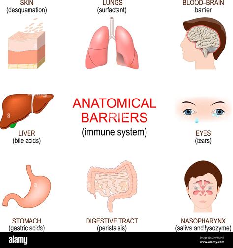 Innate Immune System Physical And Chemical Barriers For Infection