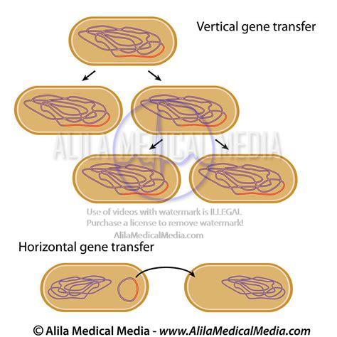 Alila Medical Media Vertical Versus Horizontal Gene Transfer In