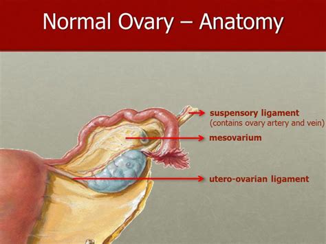 Ovarian Ligament Location Anatomy Function And Pictures Images And