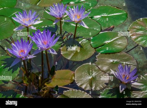 Lotus Flowers Nelumbo Nucifera In A Pond Surrounded By Leaves Also