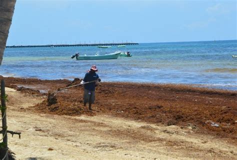 Pronostican Arribo De Toneladas De Sargazo En Cozumel Y Playa Del