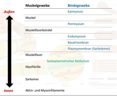 Physiologie Thema Skelettmuskulatur Karteikarten Quizlet
