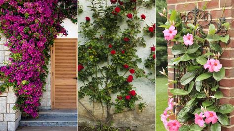 14 Plantas Trepadoras Con Flor Perfectas Para Decorar Las Paredes De Tu