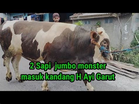 2 SAPI JUMBO MONSTER BUAT QURBAN MASUK KANDANG H AYI YouTube