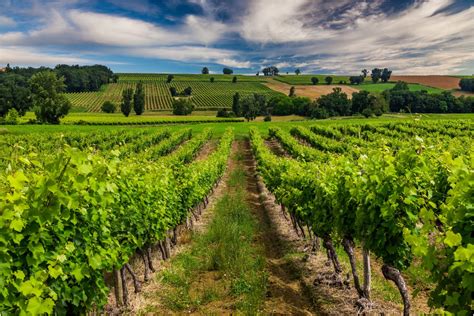 Discover the Côtes de Gascogne An Iconic French Wine Region