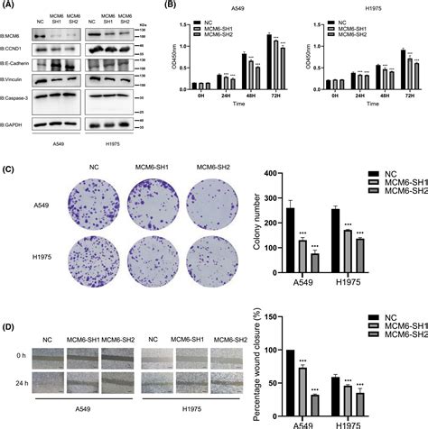 UBE3A And MCM6 Synergistically Regulate The Proliferation And Migration