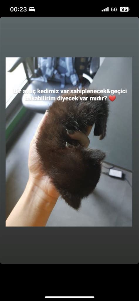 merve on Twitter Nasıl başladı Nasıl devam ediyor