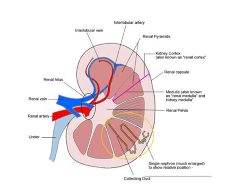 Renal Pathology Flashcards Quizlet