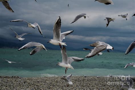 Seagulls Flying At A Beach By Longland River