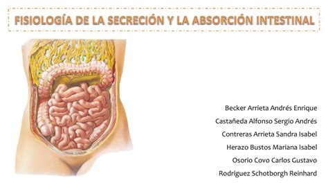 Fisiología de la absorción y secreción intestinal 0542020040 ROSA