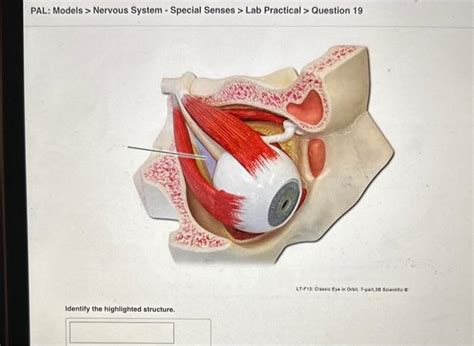 Solved PAL Models Nervous System Special Senses Lab Chegg