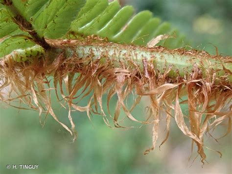 Dryopteris Affinis Lowe Fraser Jenk 1979 S S Nom Cons Prop
