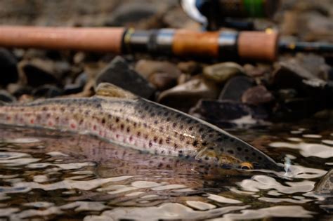 Trout Fishing Tips For Beginners Truly Helpful Ideas