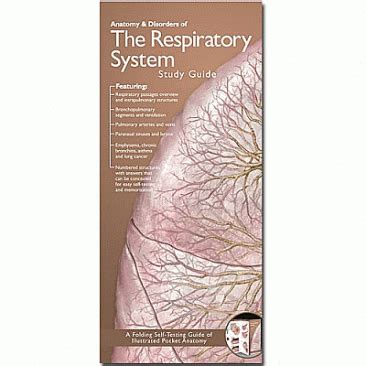 Anatomy Charts Posters Anatomical Chart Company S Illustrated