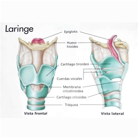 Pin De Rafaela Paiva En Tytl Laringe Sistema Respiratorio Humano