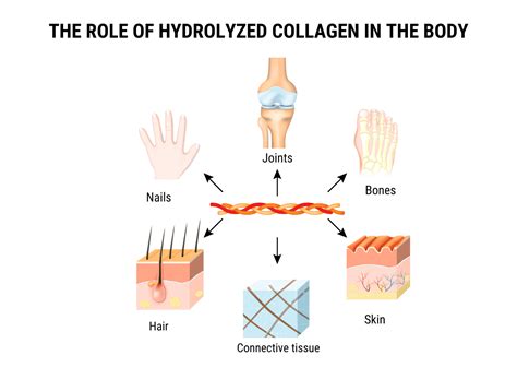 Hydrolyzed Collagen Everything You Need To Know Gaia Naturelle