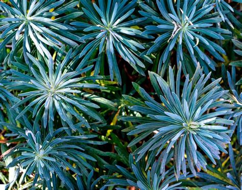 Spurge Vs Purslane Comparison Article Plant Grower Report