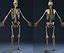 3d Model Realistic Anatomy Skeleton Muscles