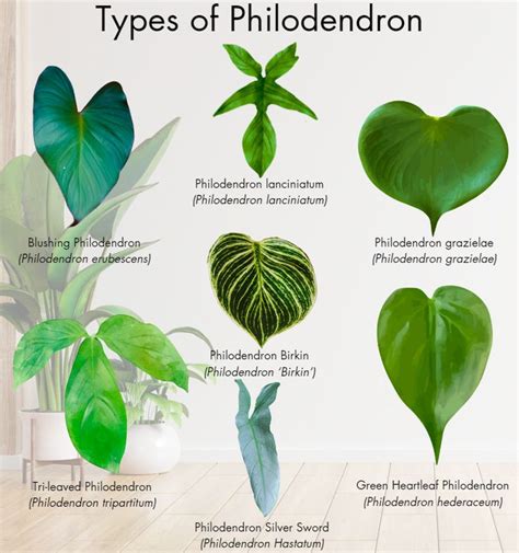 30 Stunning Types Of Philodendron Varieties To Grow Indoor Pics Care