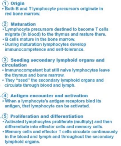 Immune System Flashcards Quizlet