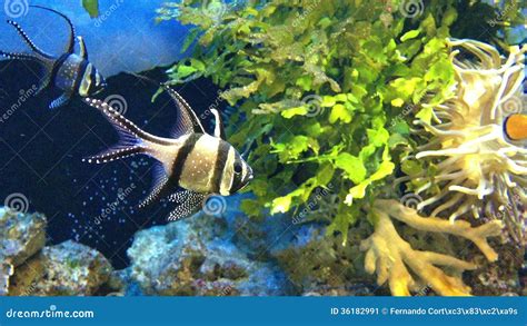 Aquarium Groupe De Poissons Sous La Mer Couteau De Poissons Banque De