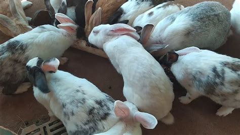 CRIAÇÃO DE COELHOS YouTube